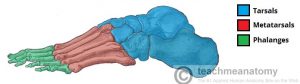 The Anatomical and Physiological Overview of the Human Foot