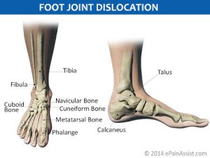The Anatomical and Physiological Overview of the Human Foot