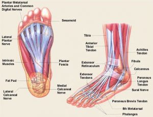 The Anatomical And Physiological Overview Of The Human Foot