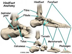 The Anatomical and Physiological Overview of the Human Foot